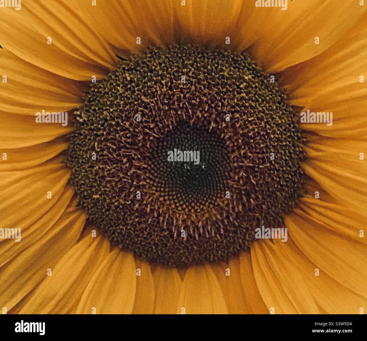 Nature looks like eye hi-res stock photography and images - Alamy