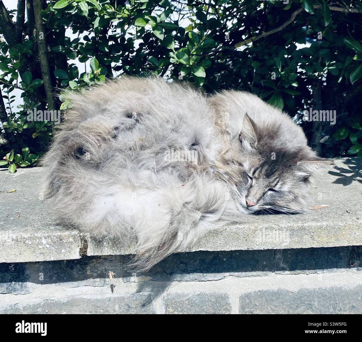 Fluffy grey cat hi-res stock photography and images - Alamy