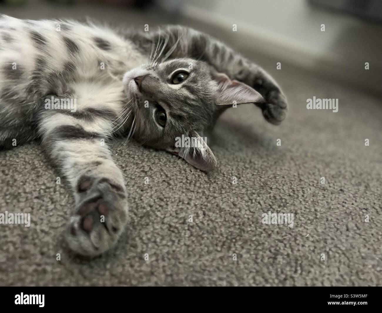 Little grey hi-res stock photography and images - Alamy