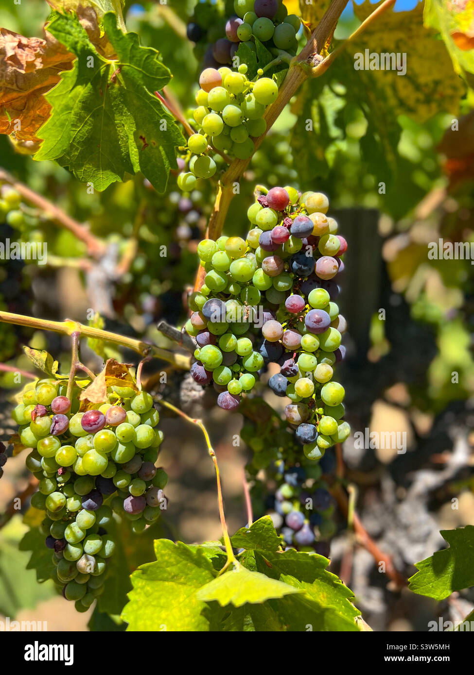 Grapes growing on a grape vine and starting to ripen Stock Photo - Alamy