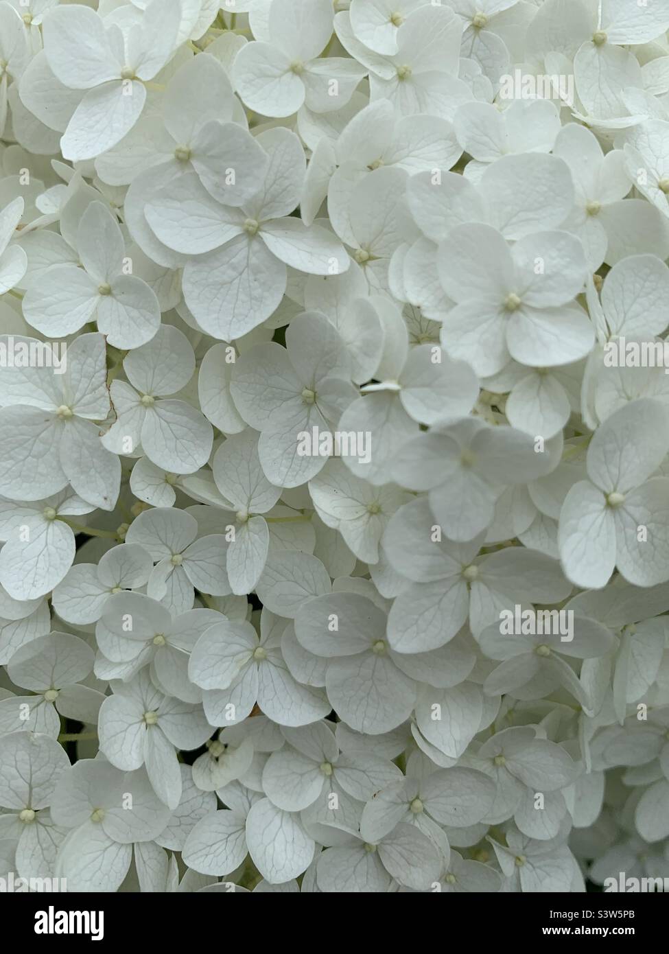 Hydrangea the bride hi-res stock photography and images - Alamy