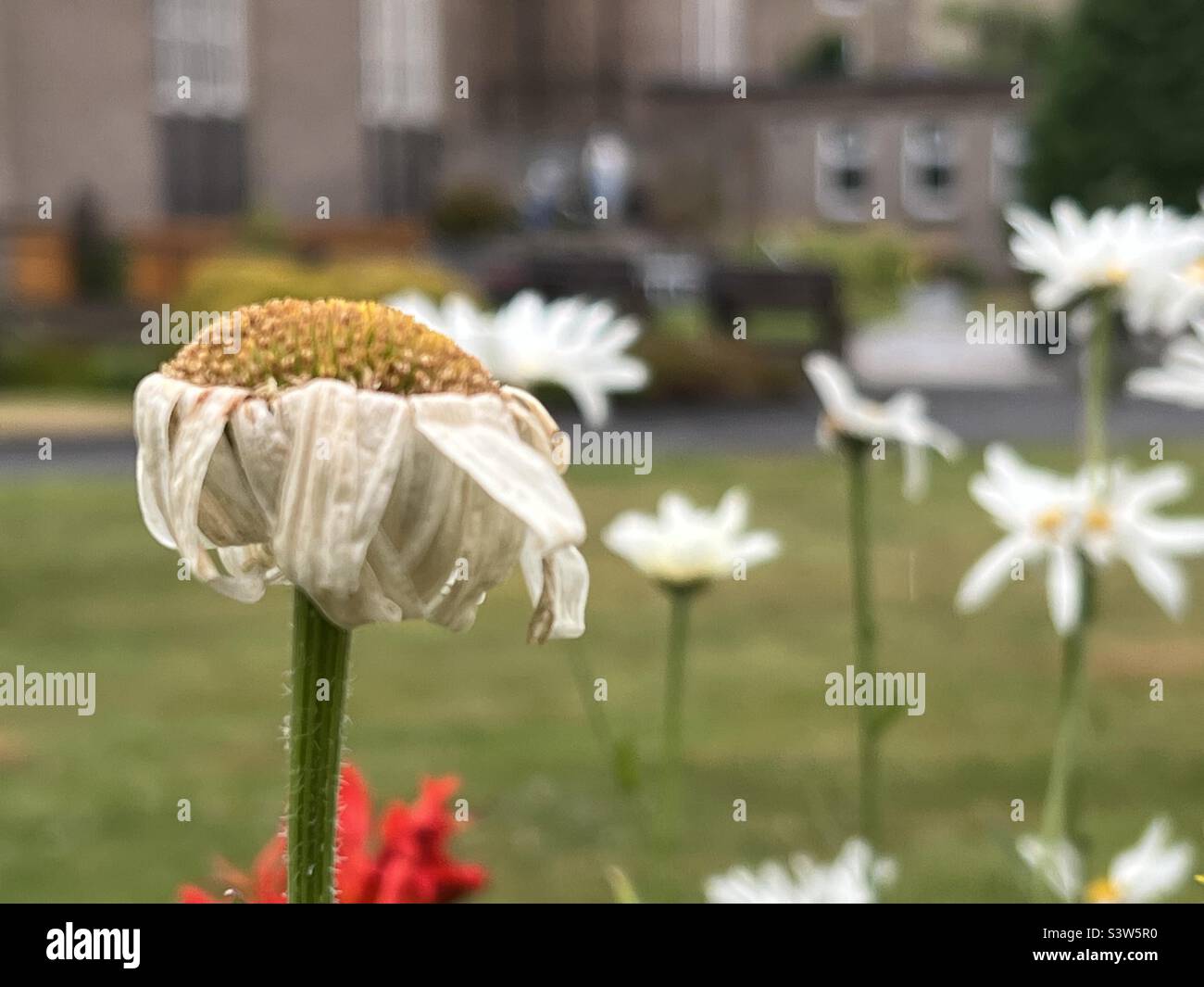 Wilting flower hi-res stock photography and images - Alamy
