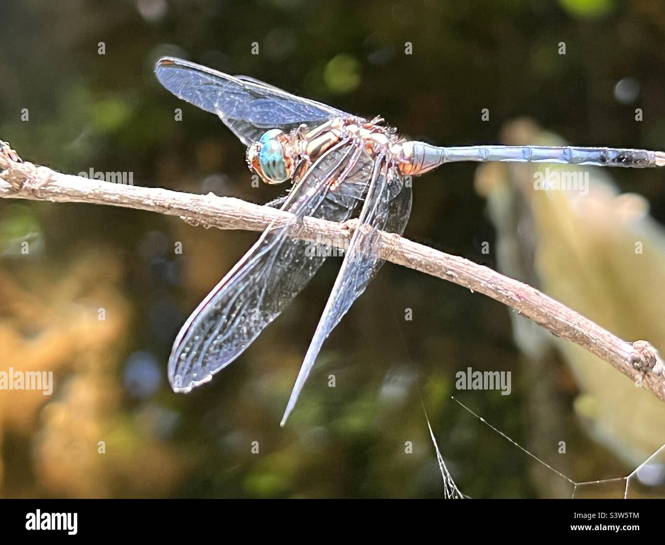 Dragon and insects hi-res stock photography and images - Alamy