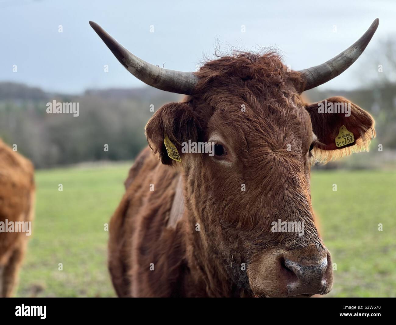 Portrait bull hi-res stock photography and images - Alamy