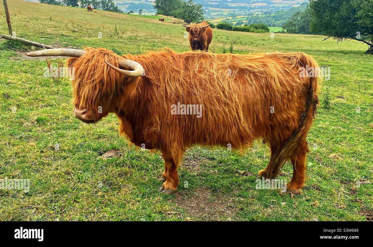 Highland cow in dorset Stock Photo - Alamy