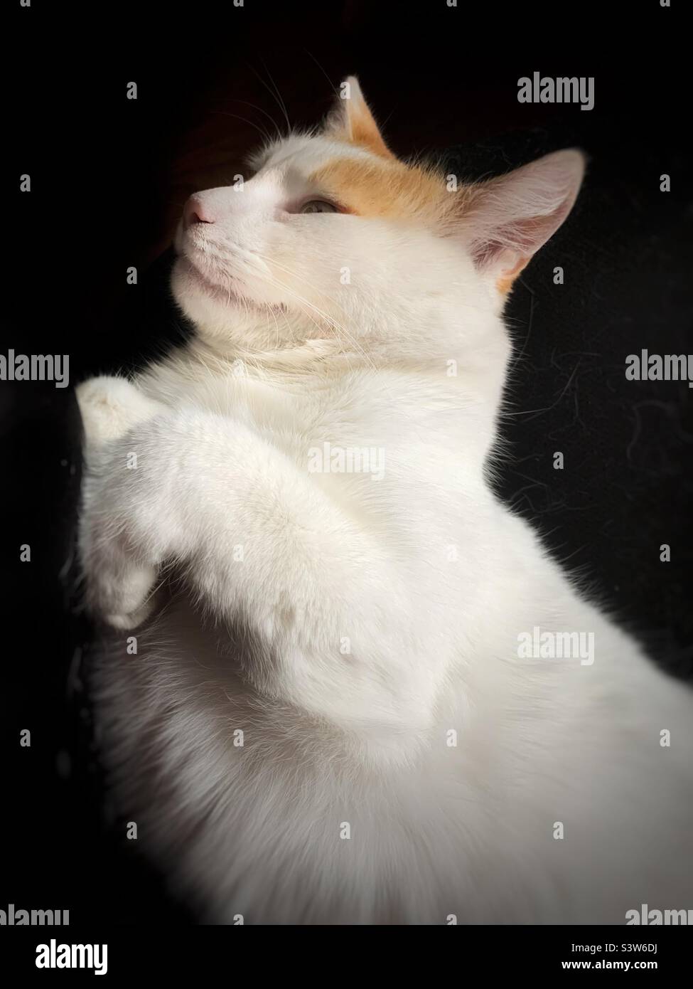 Purr cat hi-res stock photography and images - Alamy