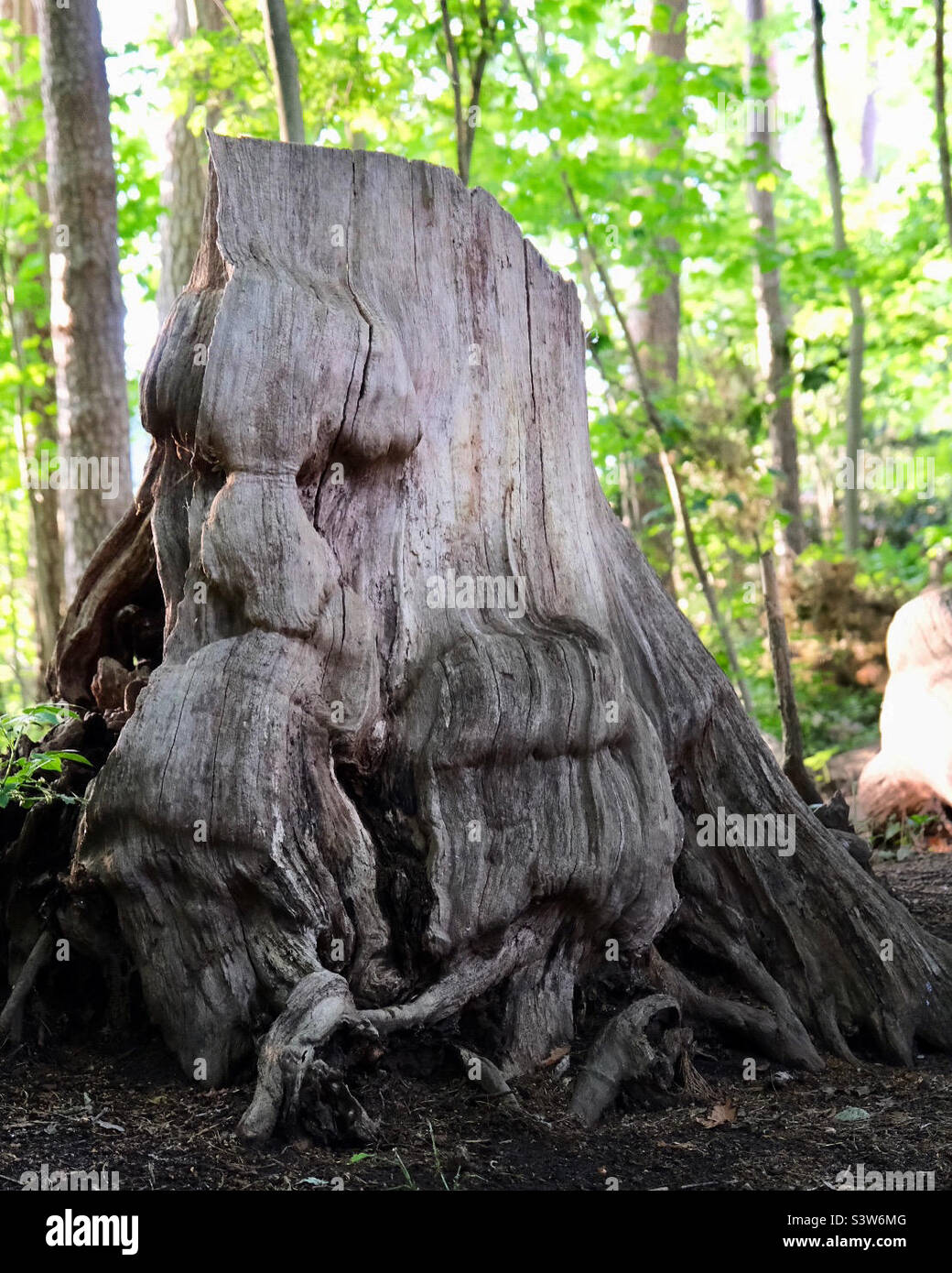 Tree stump like a face Stock Photo - Alamy