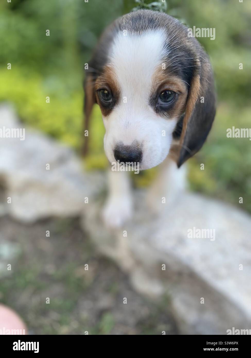 Puppy beagle hi-res stock photography and images - Alamy