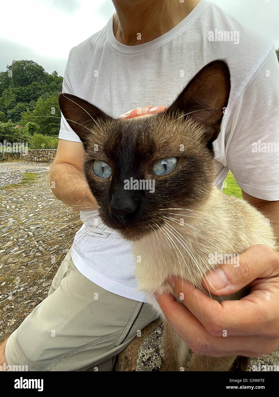 A siamese cat hi-res stock photography and images - Alamy