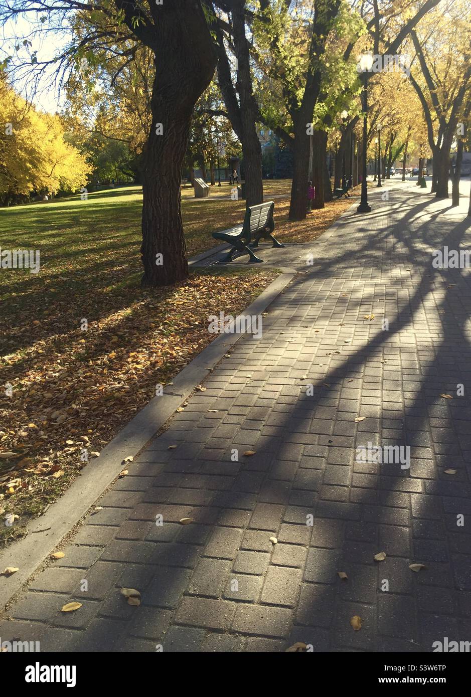 Trees with fall foliage along sidewalk on Spadina Crescent, Saskatoon ...