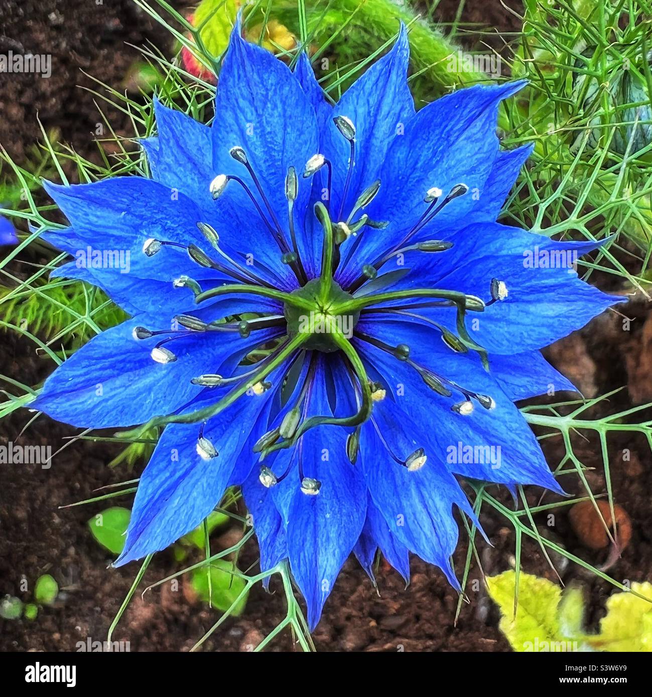 Blue flower wildflower hi-res stock photography and images - Alamy