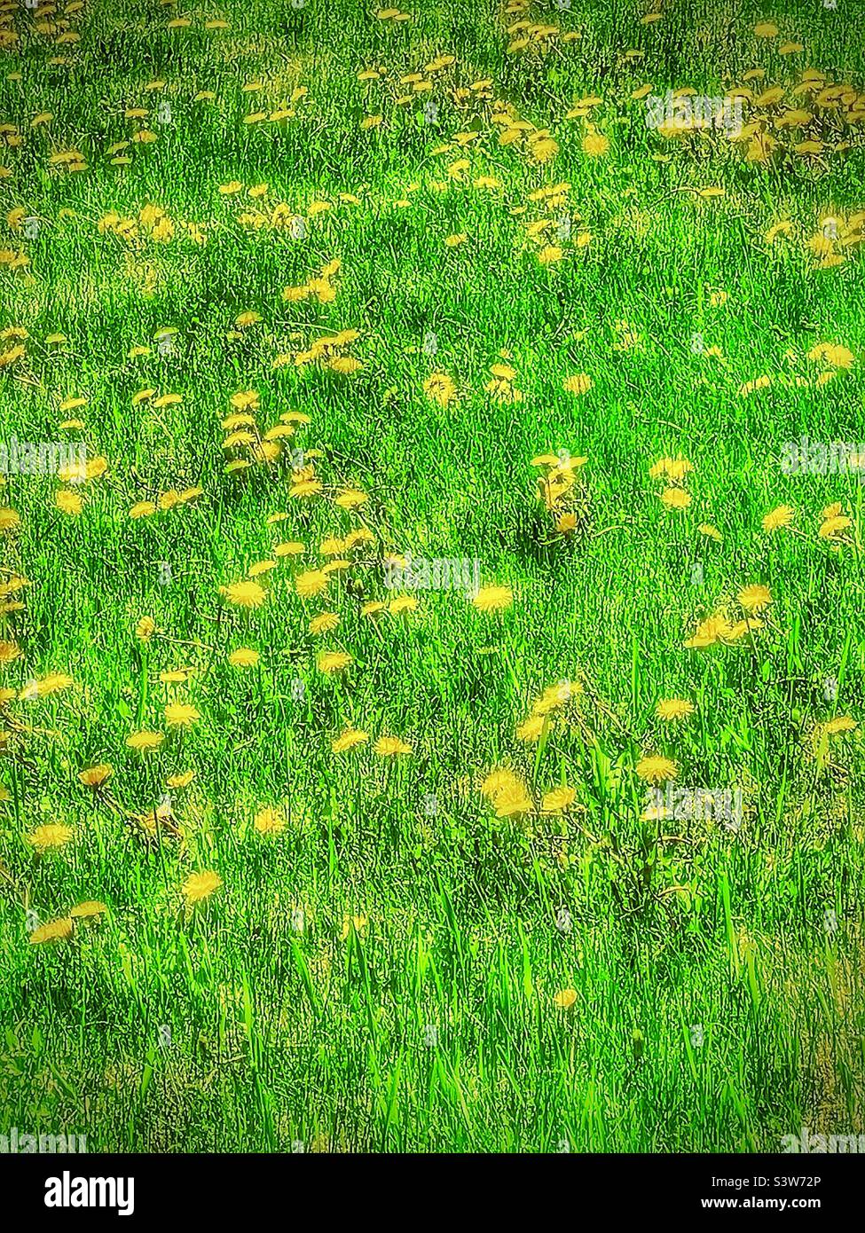 Residential yard seems almost more a dandelion field than a lawn, but ...
