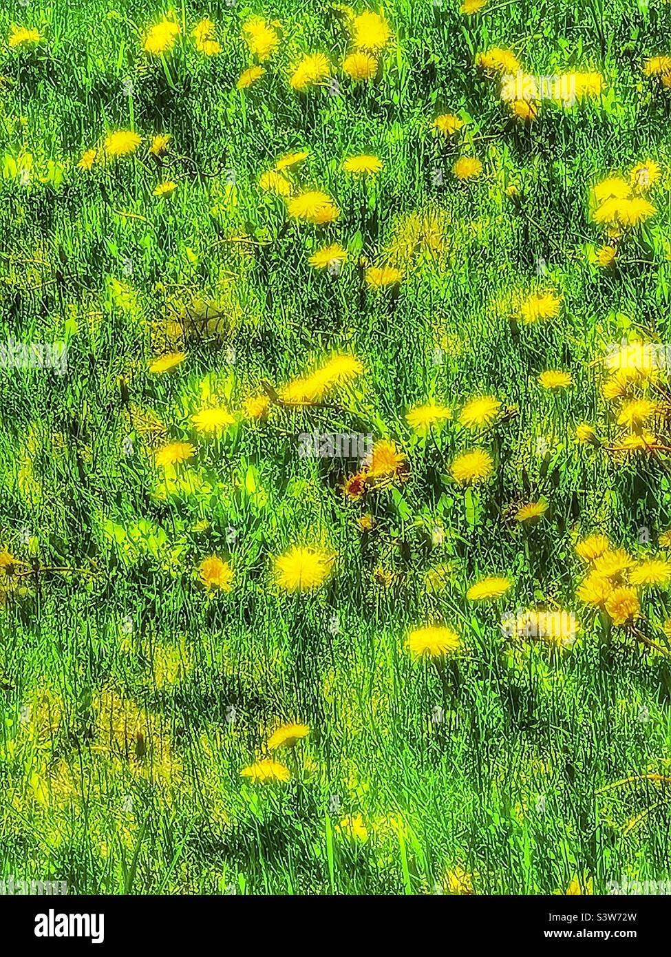 Residential yard seems almost more a dandelion field than a lawn, but ...