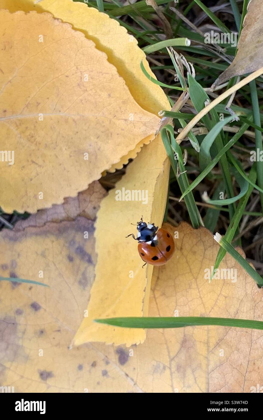 Ladybug crawling on a fallen yellow leaf Stock Photo - Alamy
