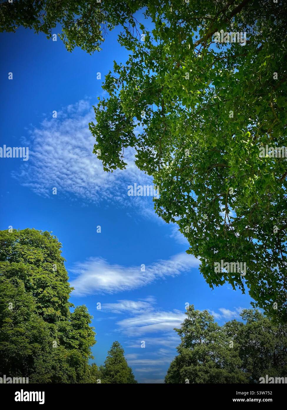 Sky and trees Stock Photo - Alamy
