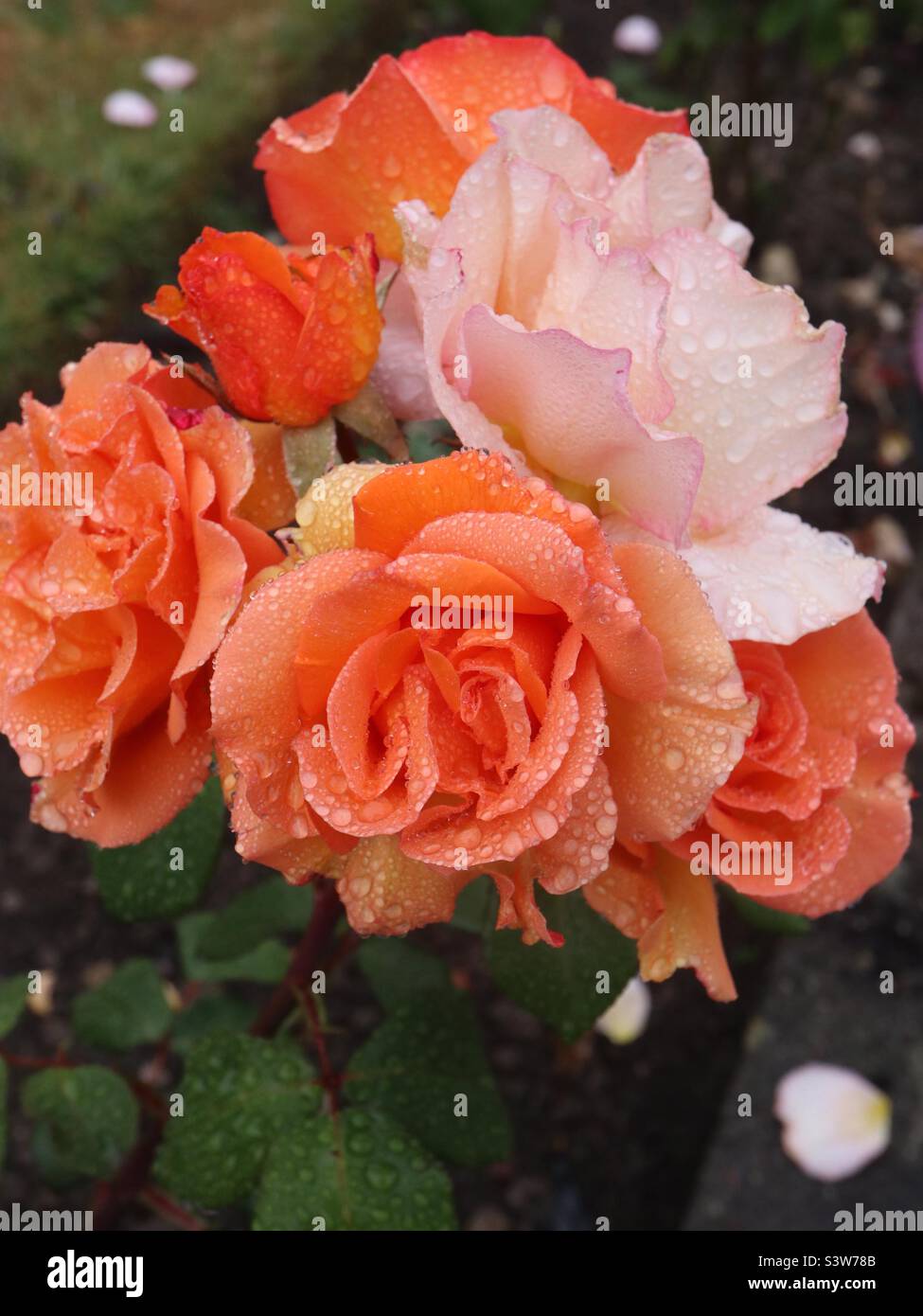 Roses are Orange Stock Photo - Alamy