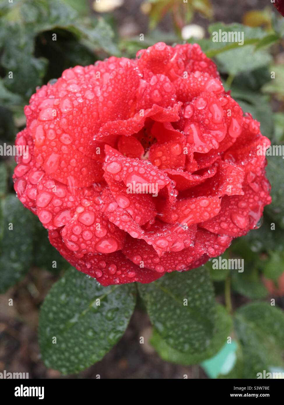 Violets and roses hi-res stock photography and images - Alamy