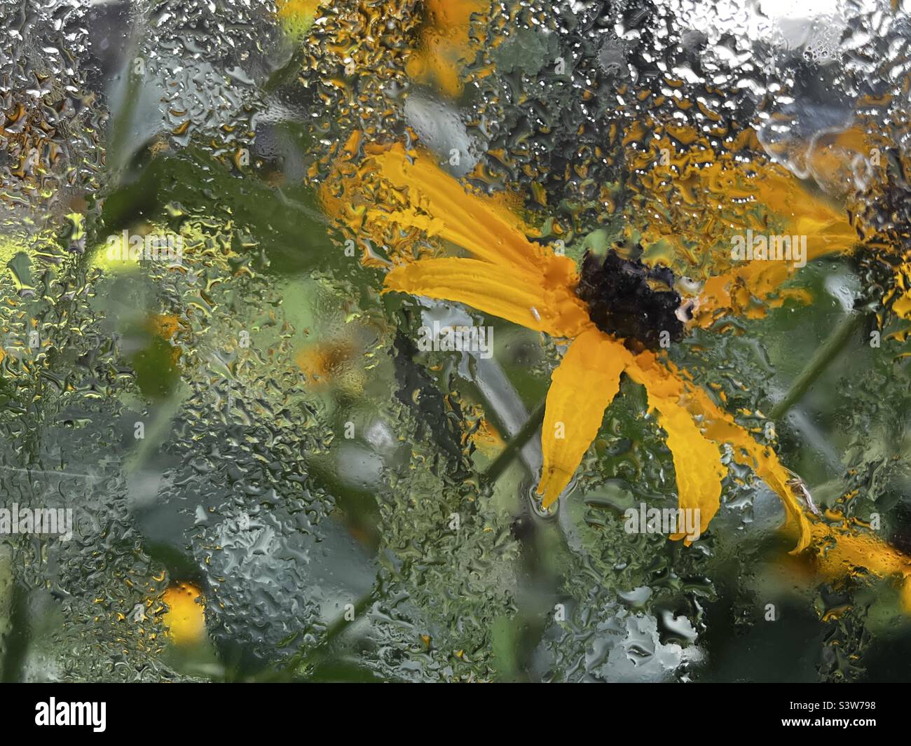 Black Eyed Susan, Cone Flower, outside dew soaked window Stock Photo ...