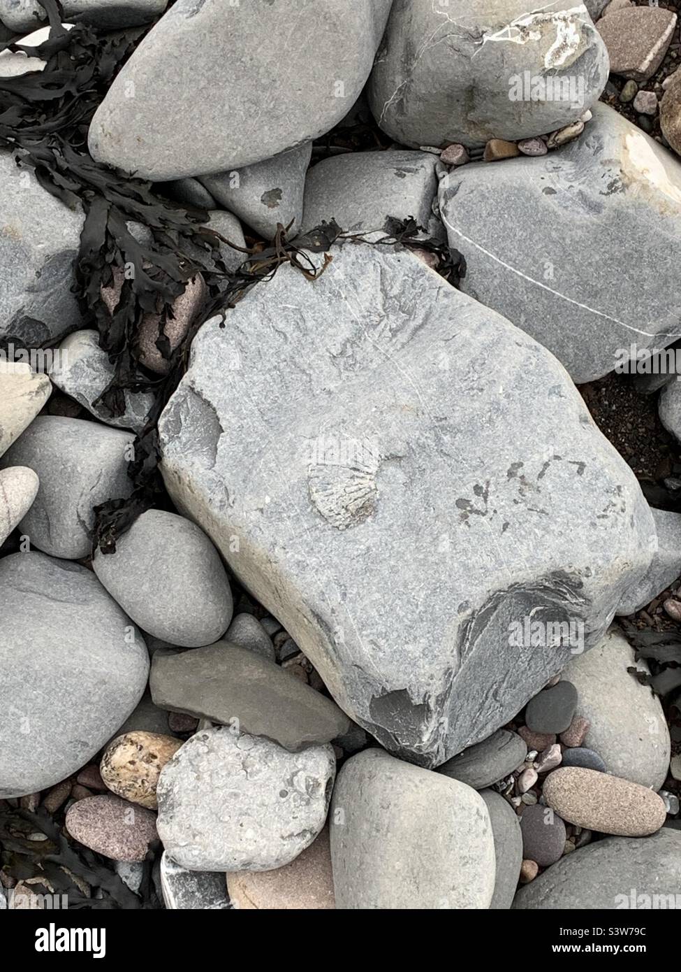 Fossil on kilve beach Stock Photo - Alamy
