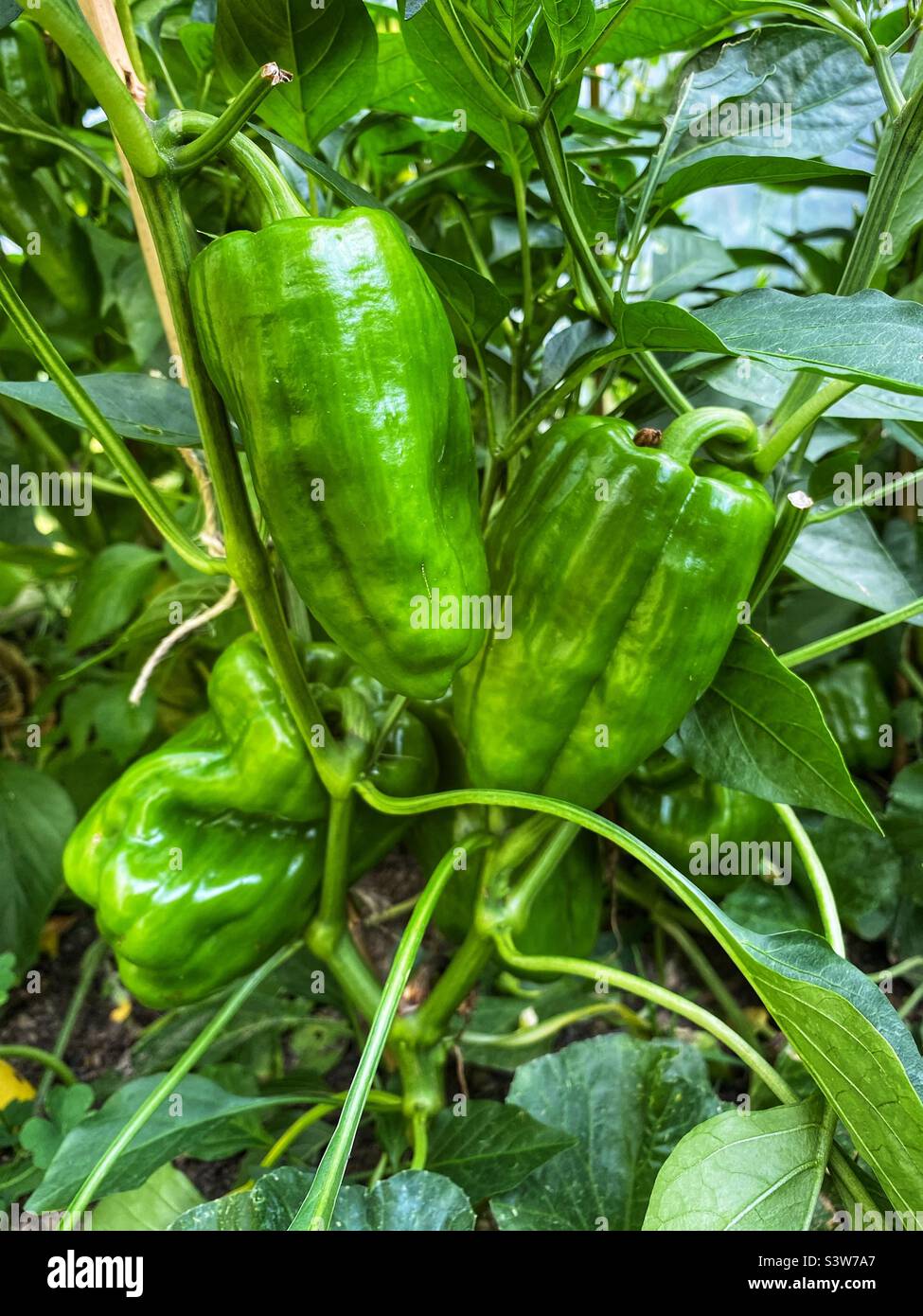 Green peppers on the vine Stock Photo - Alamy