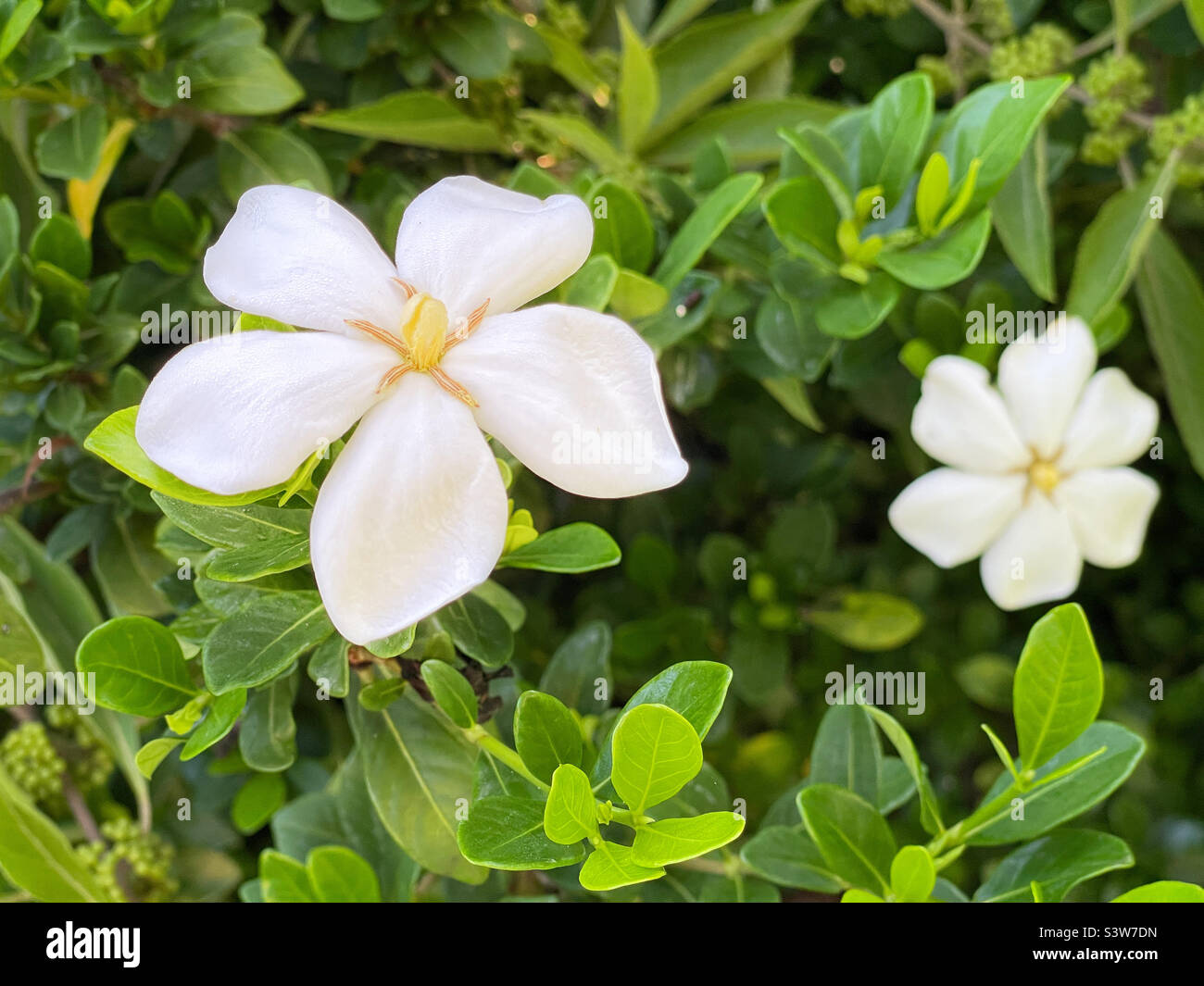 White gardenia flower hi-res stock photography and images - Alamy