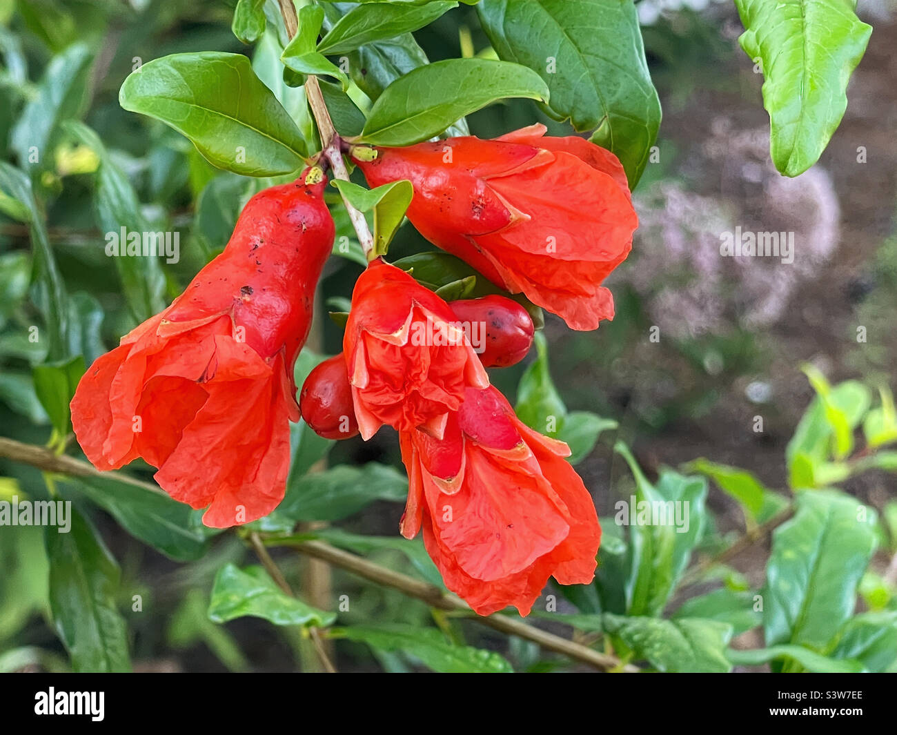 Beautiful pomegranate tree hi-res stock photography and images - Alamy