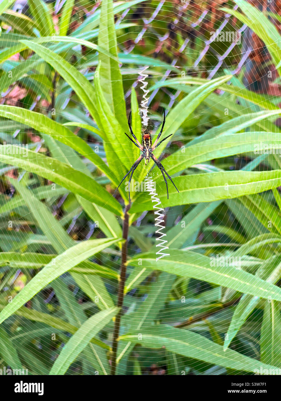 Indoor spider web hi-res stock photography and images - Alamy