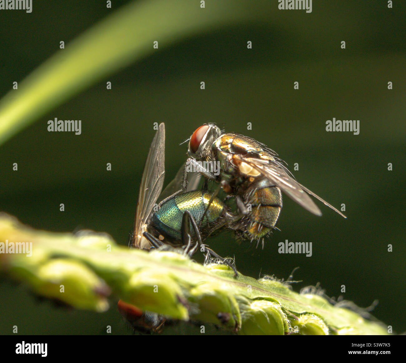 Apareamiento hi-res stock photography and images - Alamy