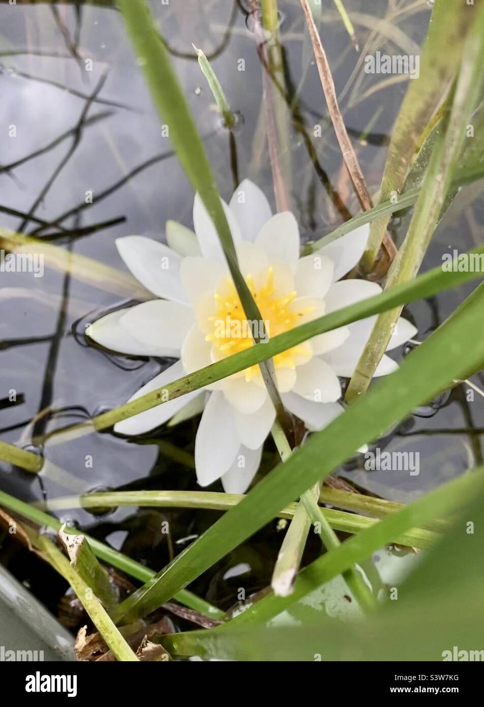 A white water lily tucked behind some wild rice Stock Photo - Alamy