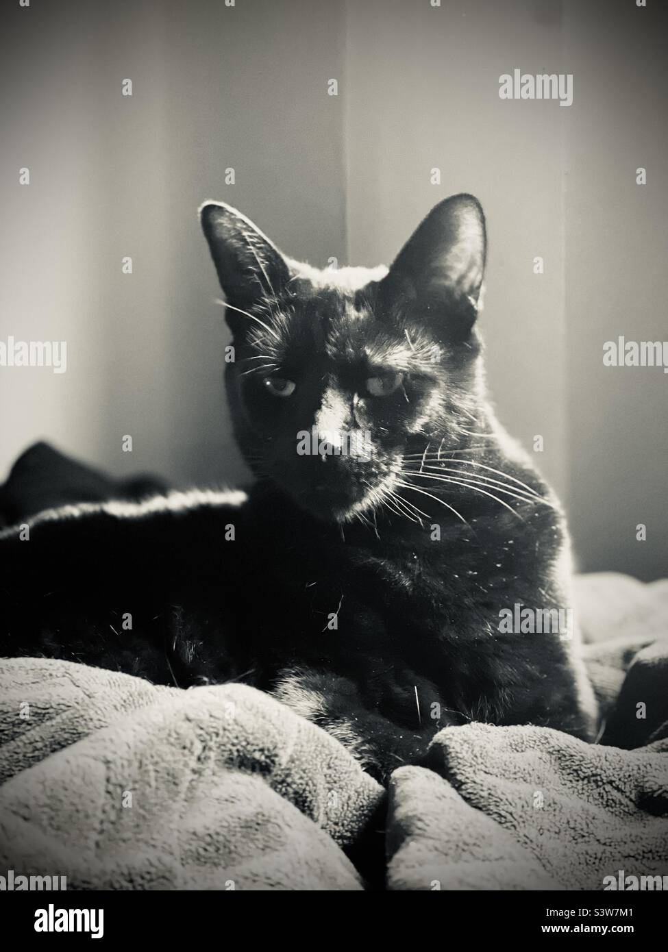 Cat interest hi-res stock photography and images - Alamy