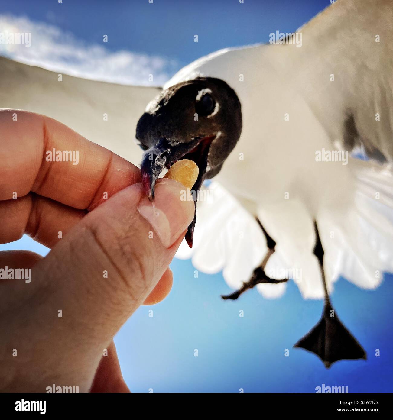 Blue feeding peanut hi-res stock photography and images - Alamy