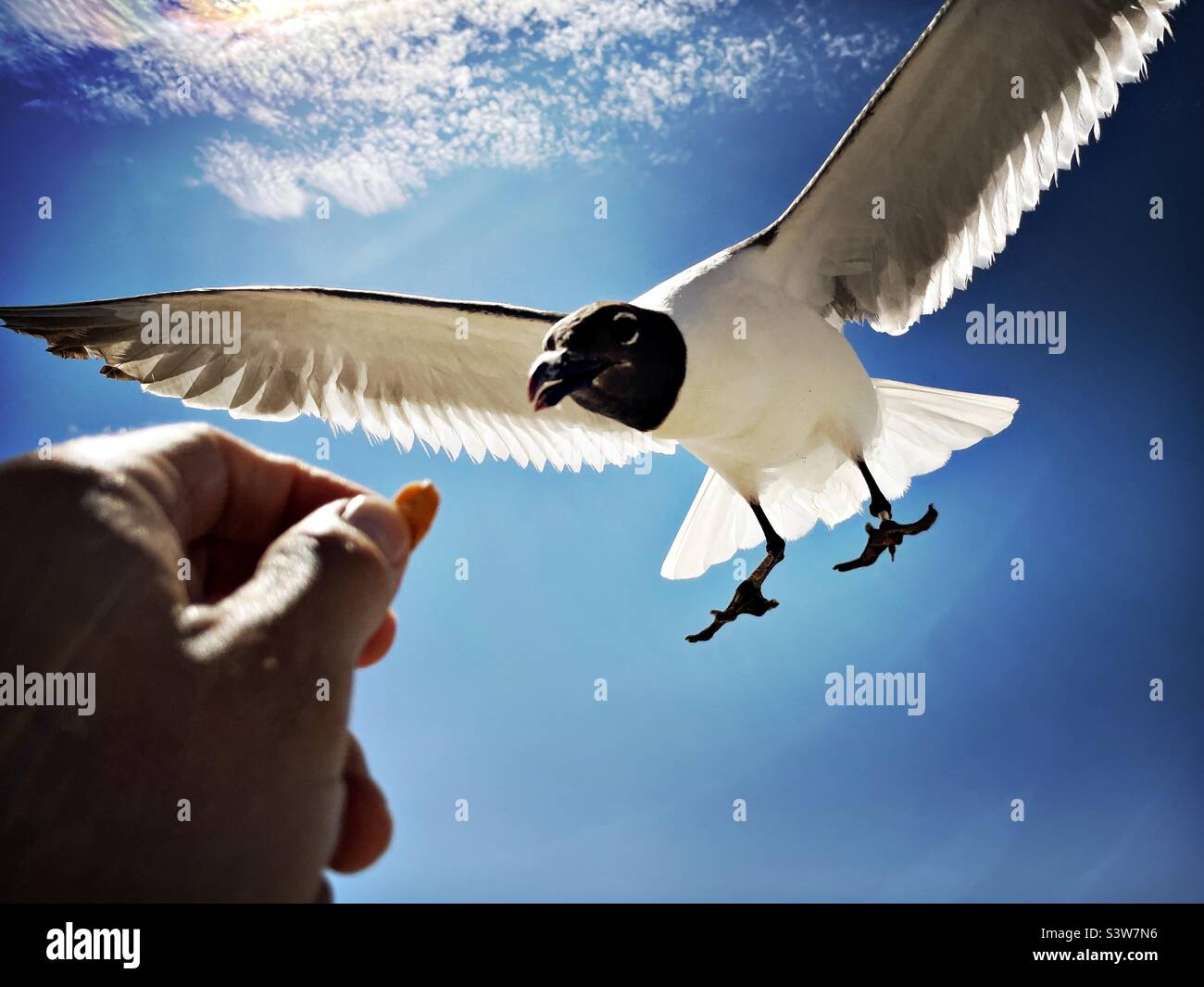 Man feeding flying seagull a peanut Stock Photo - Alamy