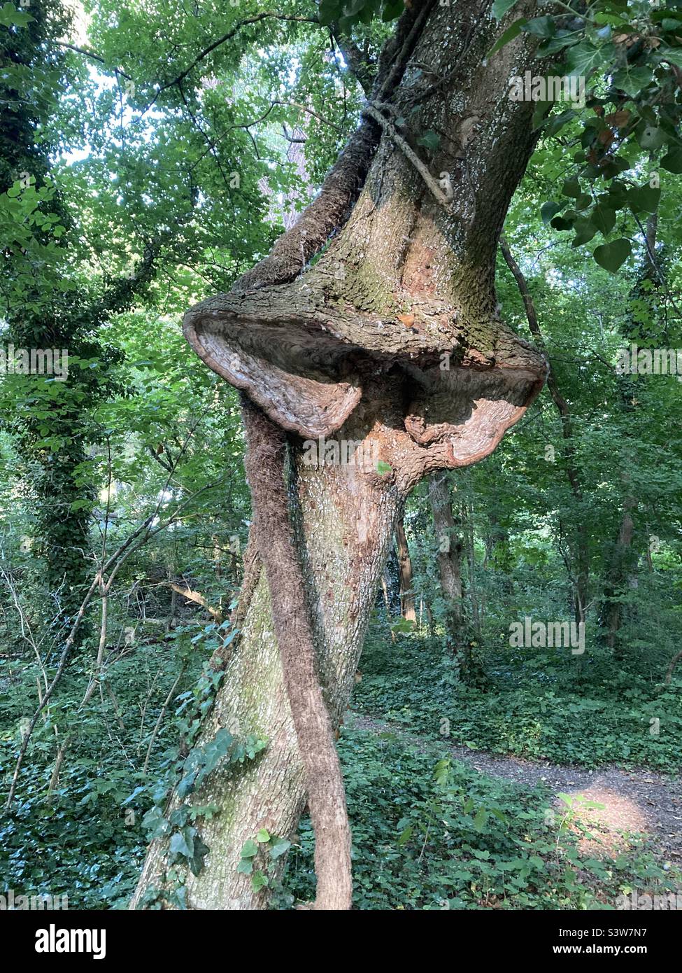 Strange stump hi-res stock photography and images - Alamy