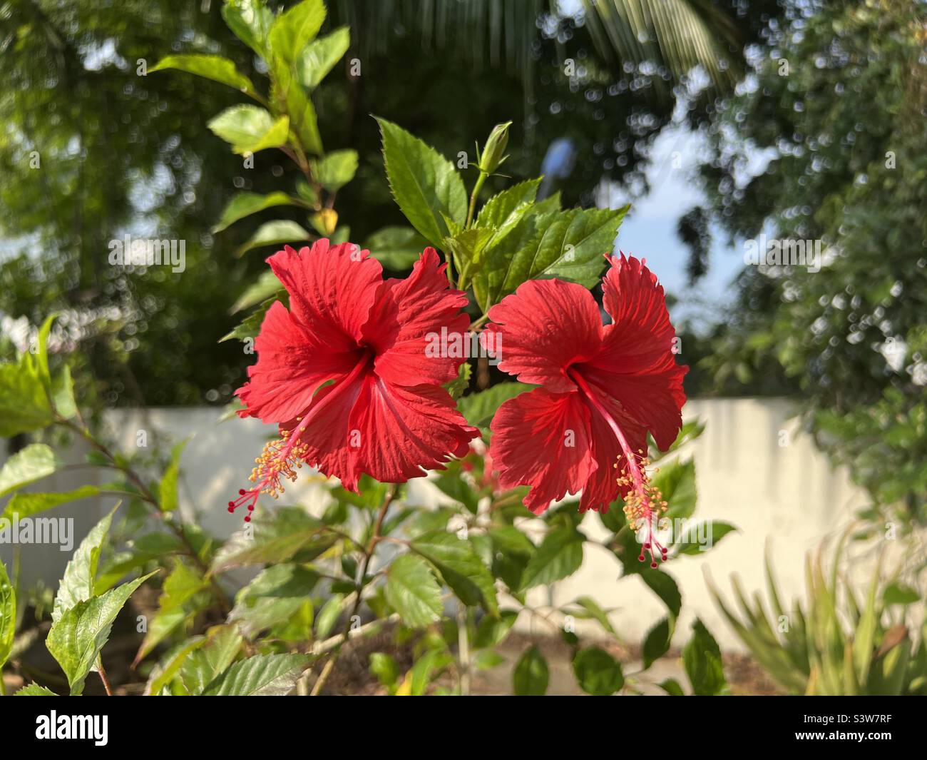 Two hibiscus hi-res stock photography and images - Alamy