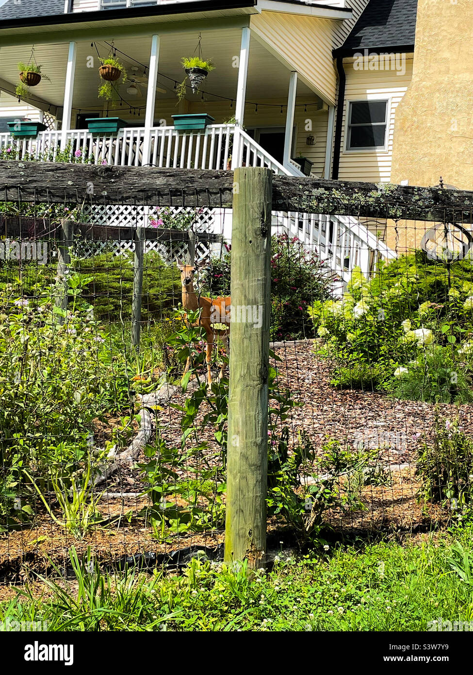 A deer is caught in the flower garden Stock Photo - Alamy