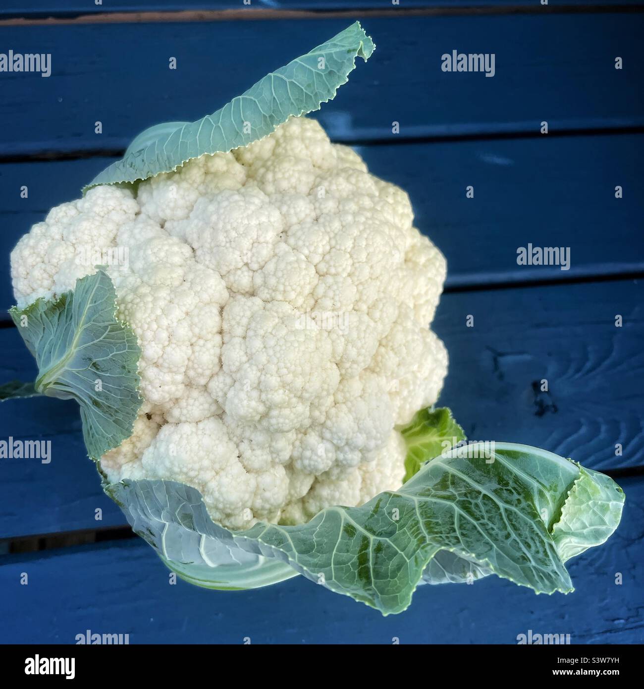 Freshly picked head of cauliflower Stock Photo - Alamy