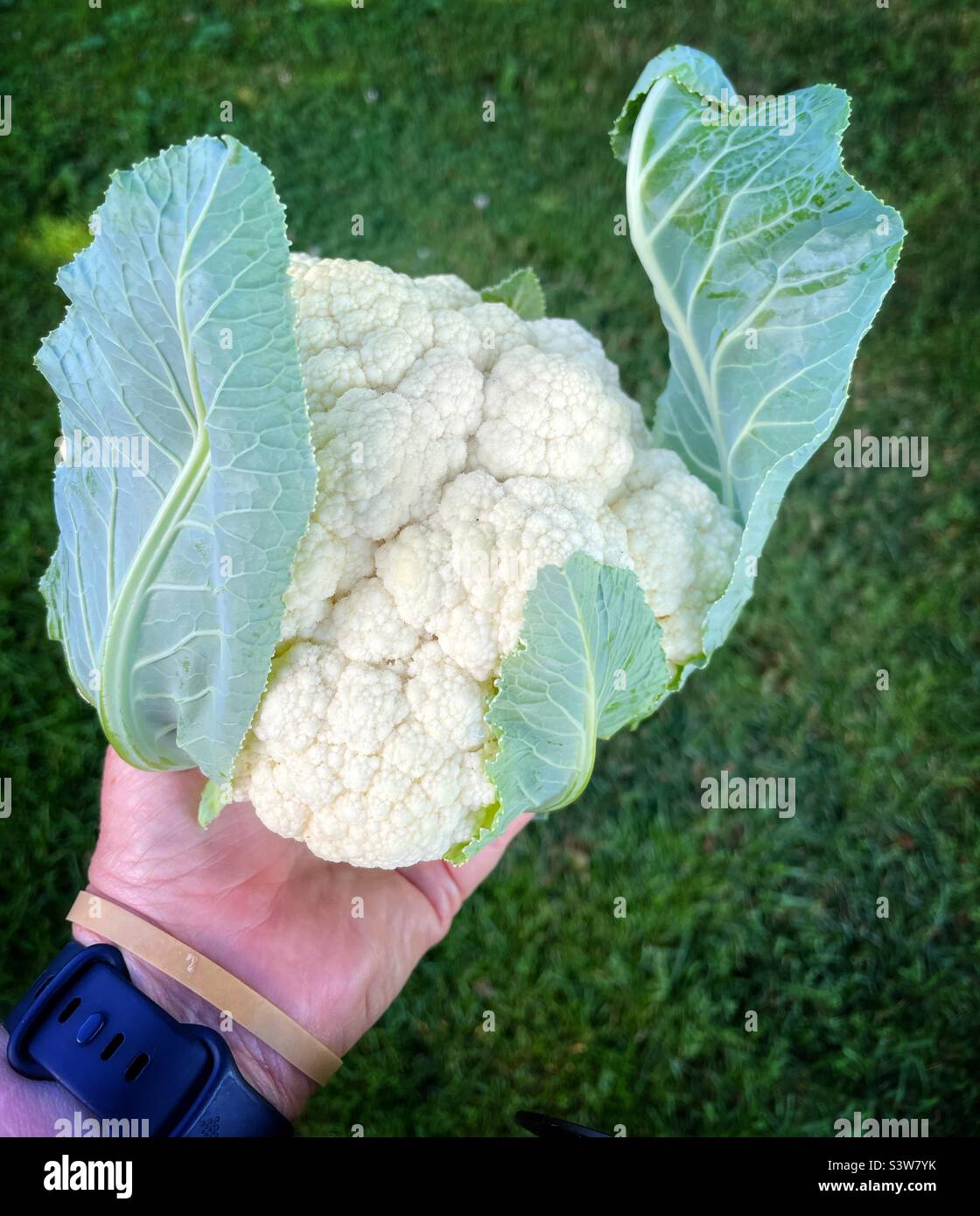Freshly picked head of cauliflower Stock Photo - Alamy