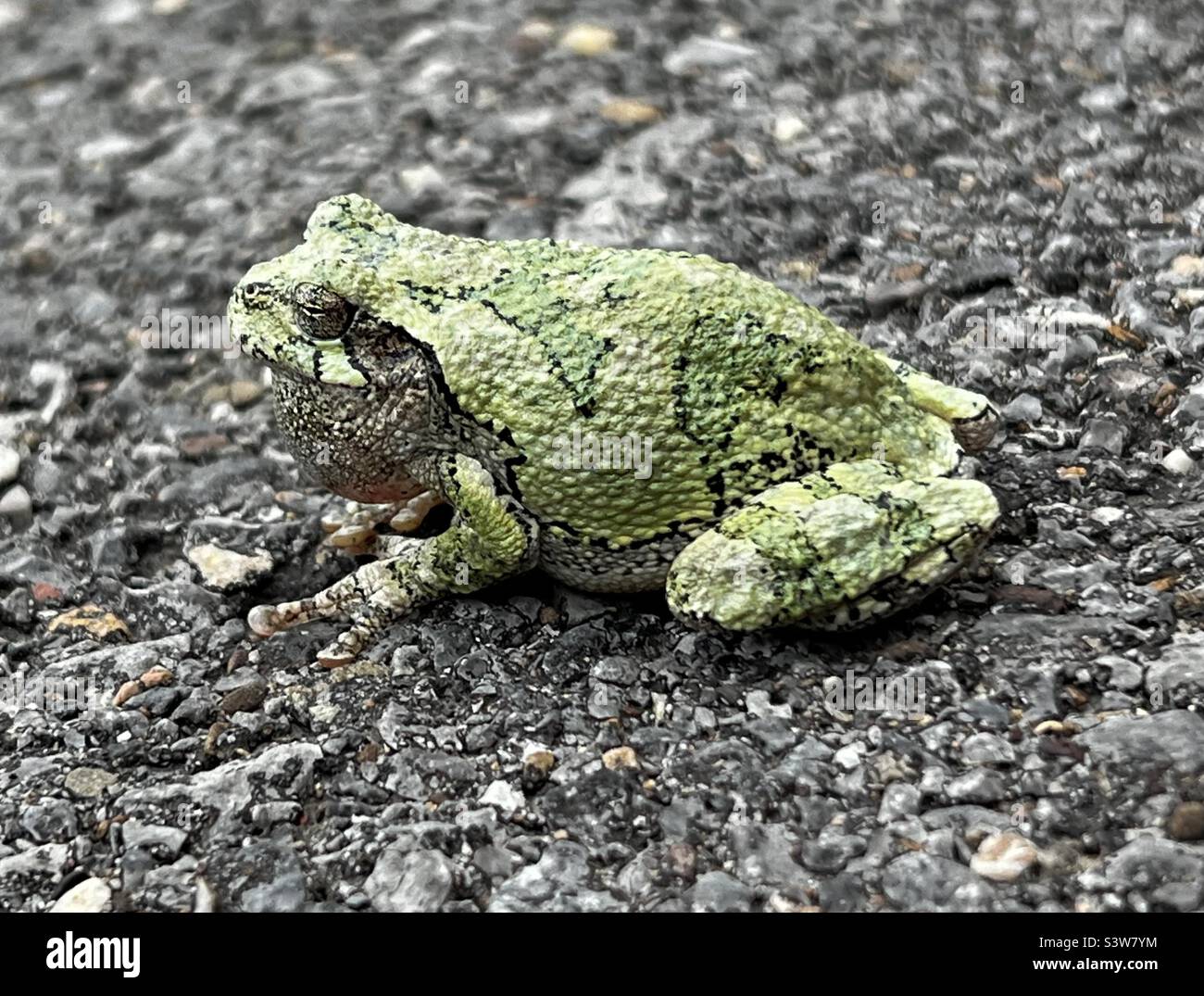 Frog on gravel hi-res stock photography and images - Alamy