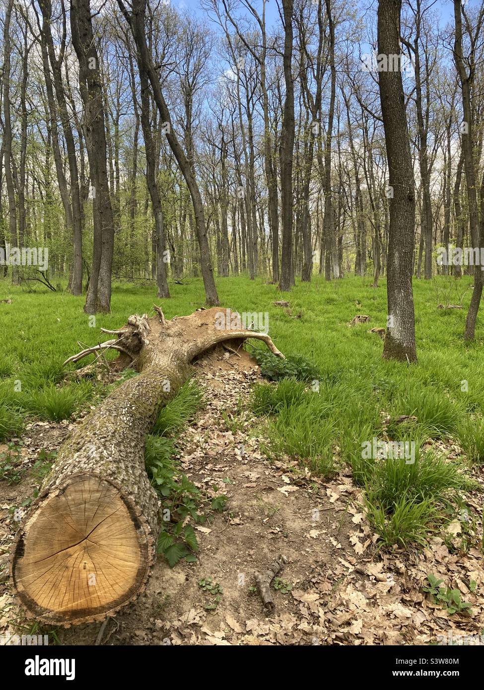 Trunk of tree piled in forest Stock Photo - Alamy