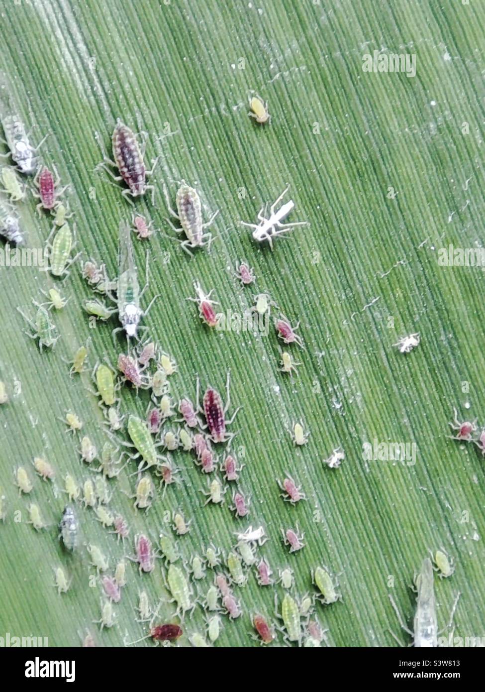 Aggregation of insects hi-res stock photography and images - Alamy