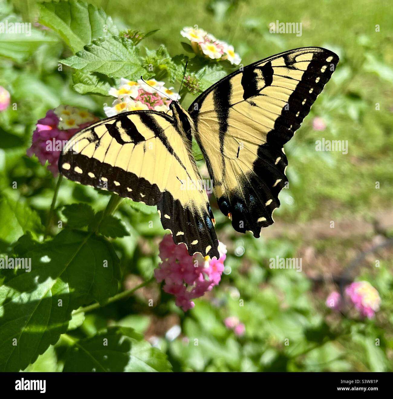 Tiger tail butterfly hi-res stock photography and images - Alamy