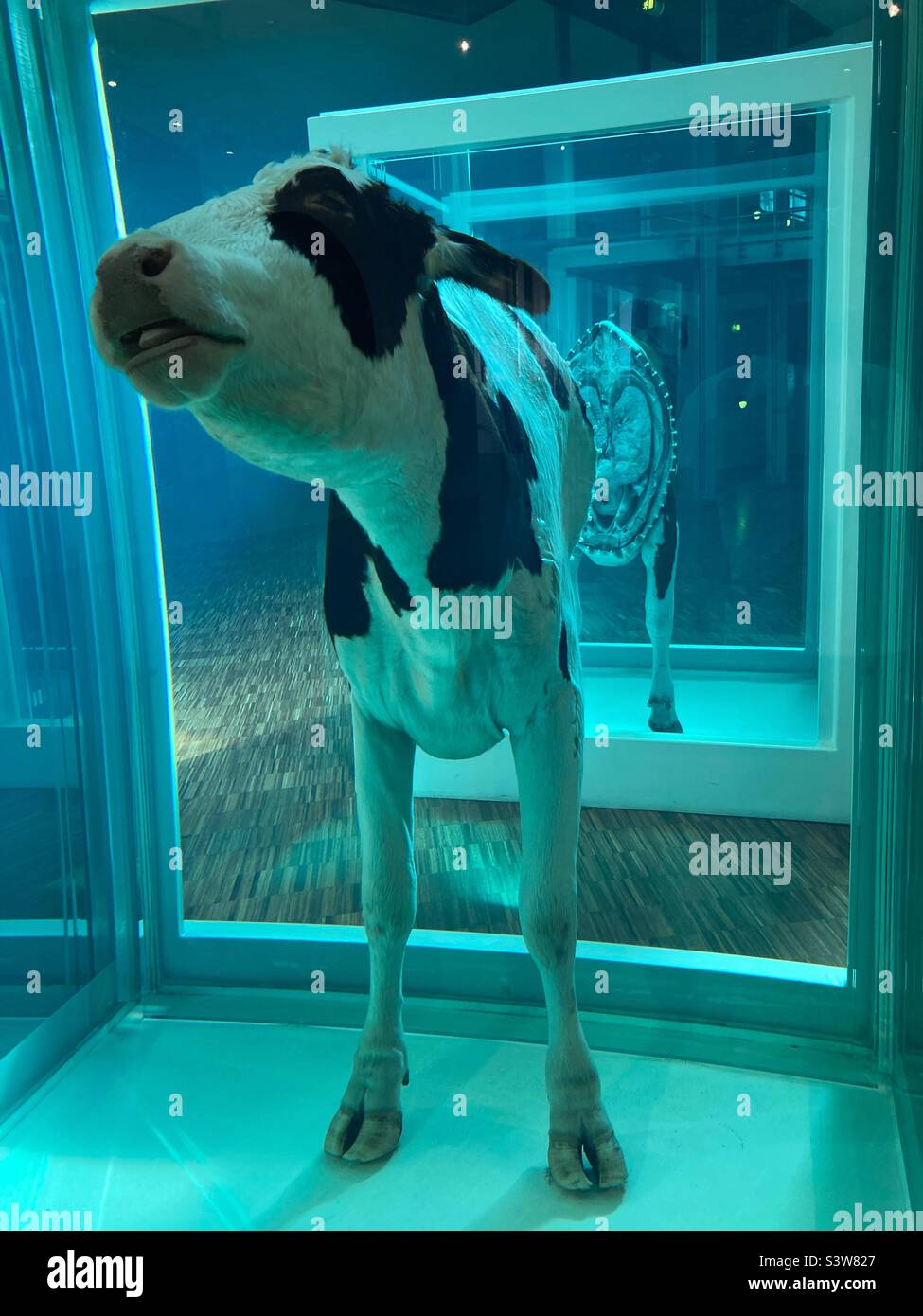 Damien hirst cow hi-res stock photography and images - Alamy