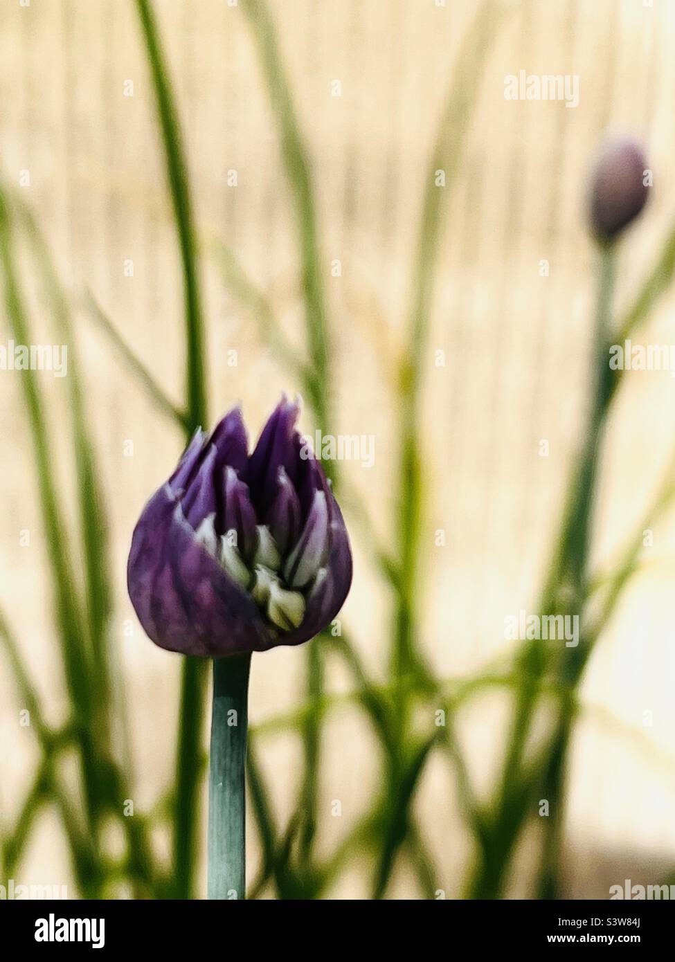 Chives, Aliquippa, PA. 2022 Stock Photo - Alamy