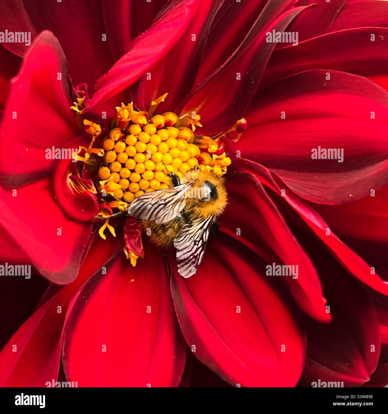 Sam bee hi-res stock photography and images - Alamy