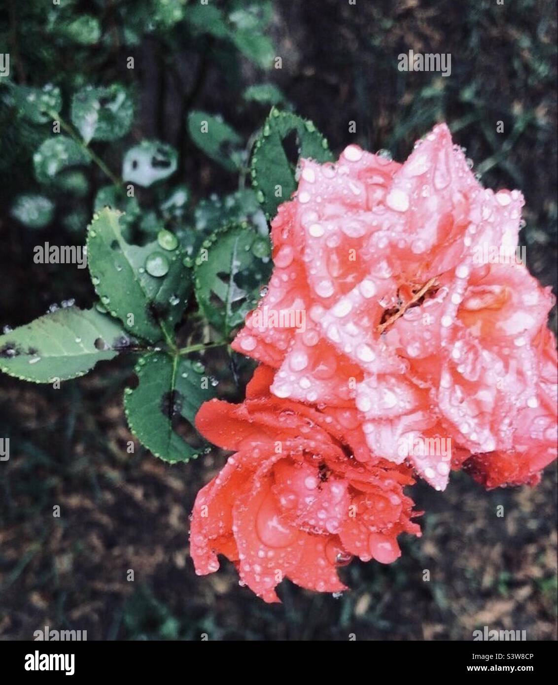 Rain soaked rose hi-res stock photography and images - Alamy