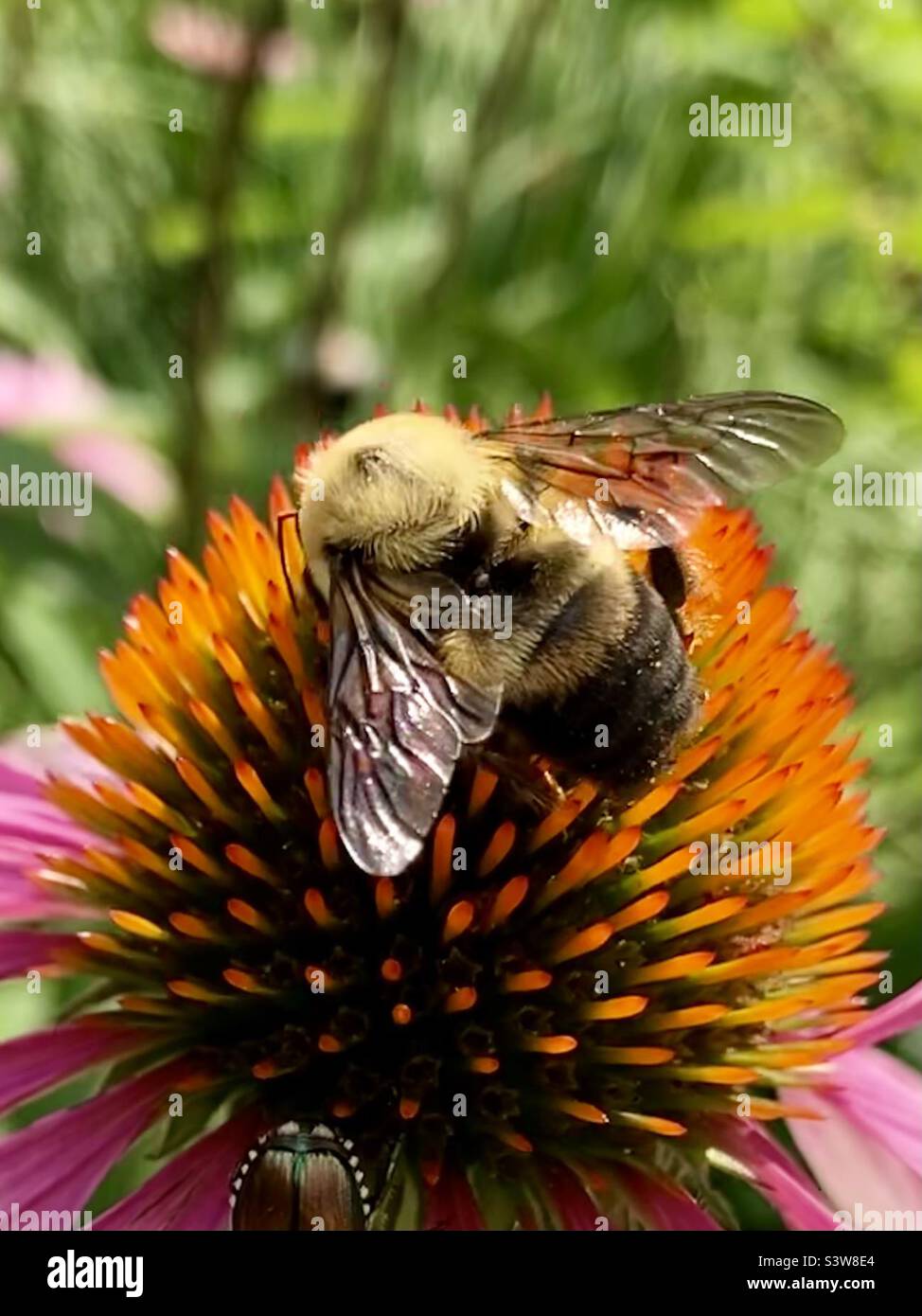 A closeup of a bumblebee foraging nectar from a purple coneflower Stock ...