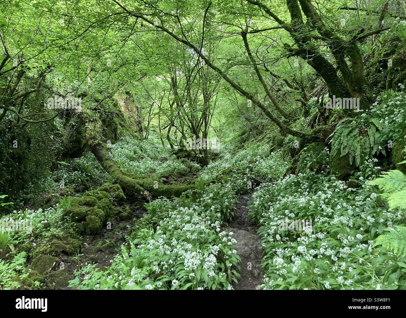 Tangled jungle hi-res stock photography and images - Alamy