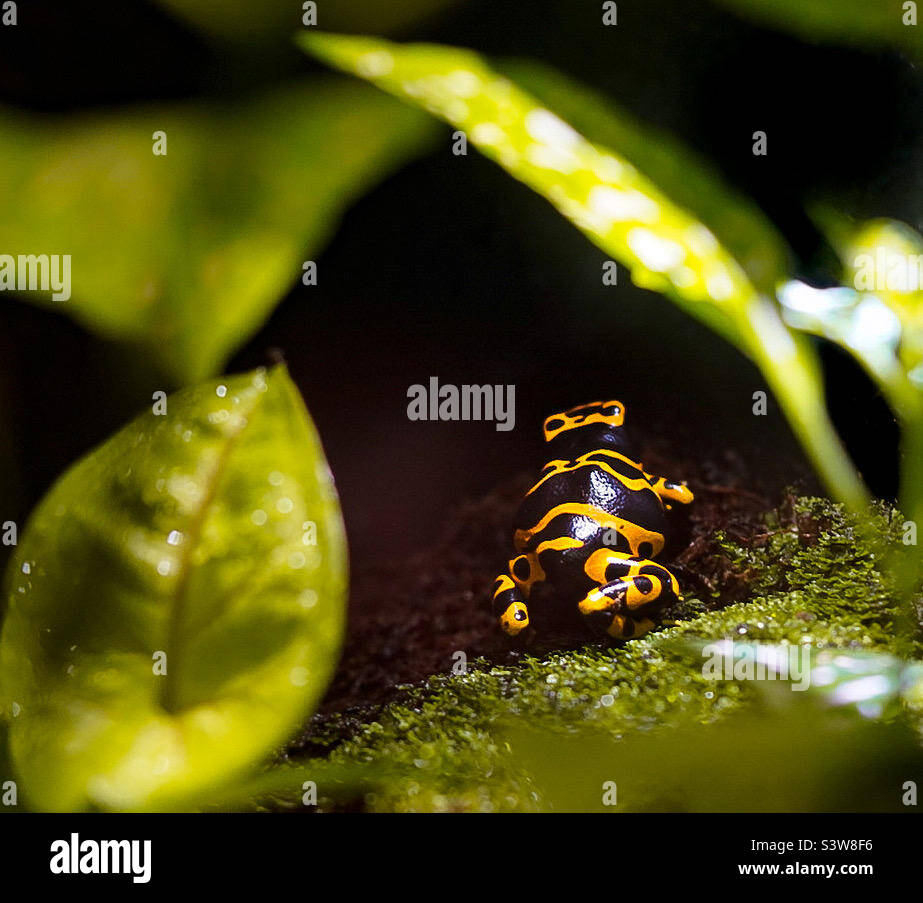 Sapo rana hi-res stock photography and images - Alamy