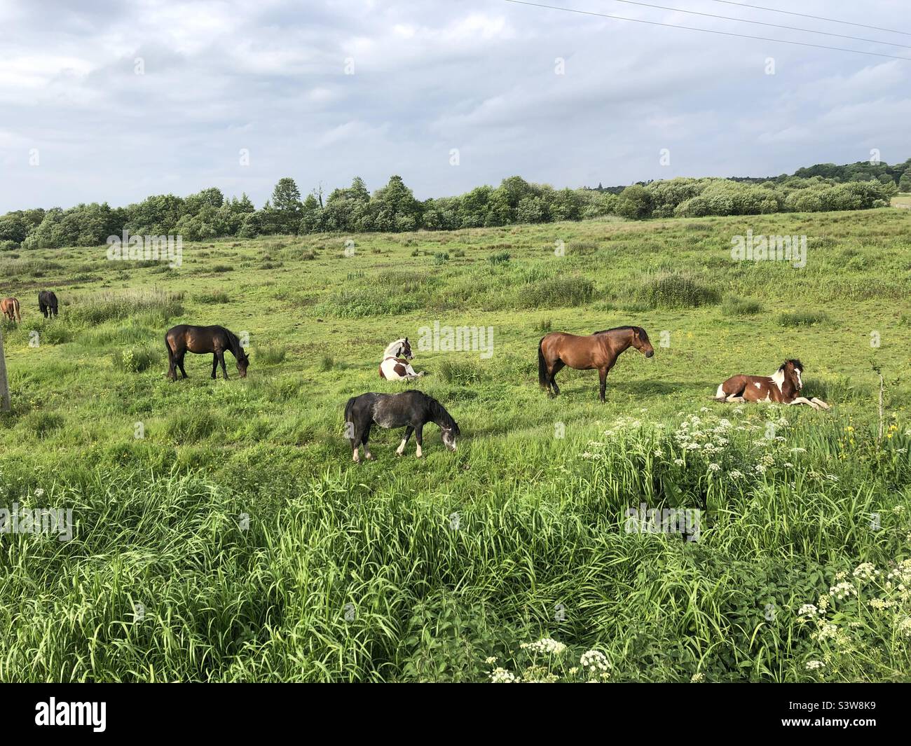 Horses in countryside hi-res stock photography and images - Alamy