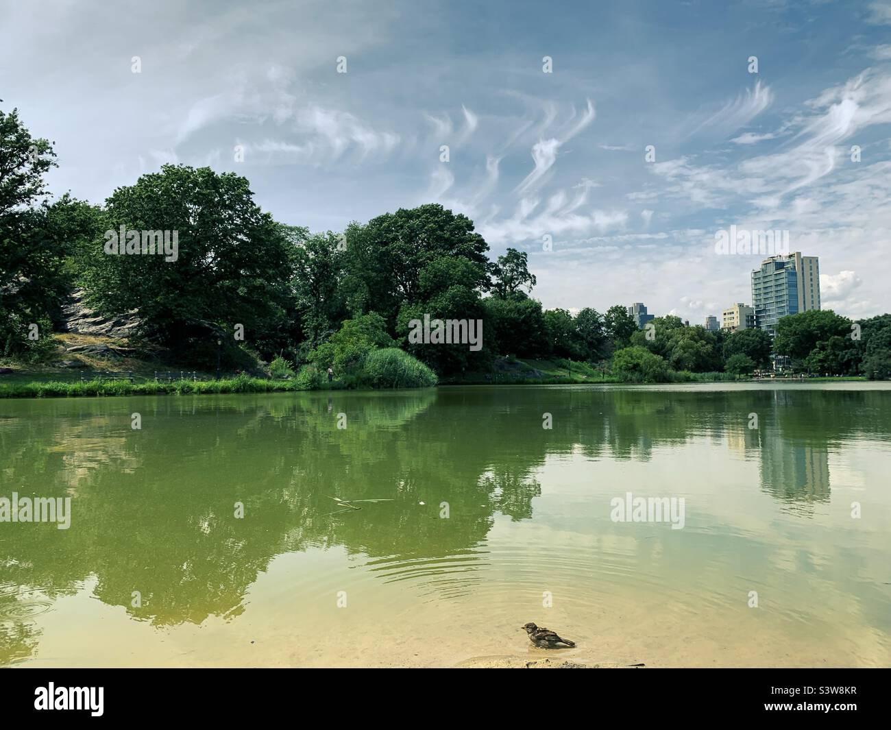 Symmetry of the trees and the building Stock Photo - Alamy